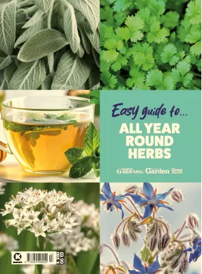 Amateur Gardening Easy Guide To, Issue 13, All Year Herbs, 2026 - Free ...